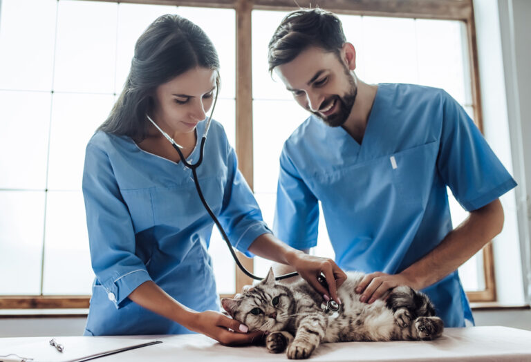 Veterinary Assistant vs. Veterinary Technician: Understanding the ...